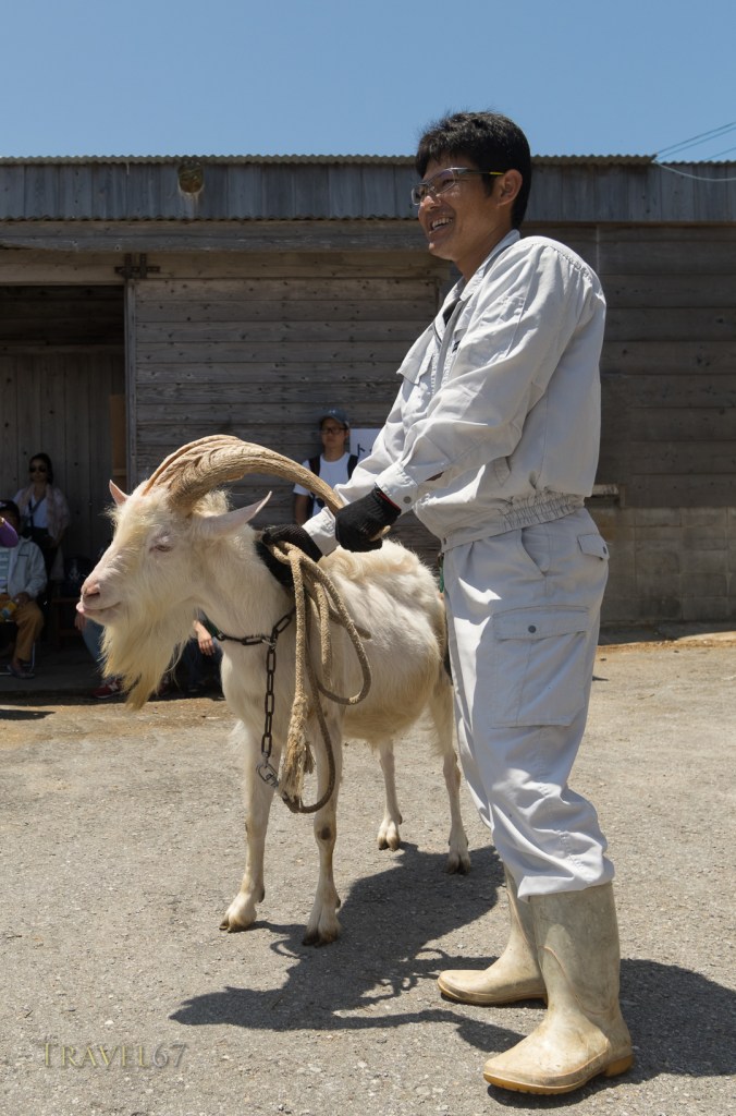 Goat Wrestling on Sesoko Island | TRAVEL 67 : Chris Willson Photography