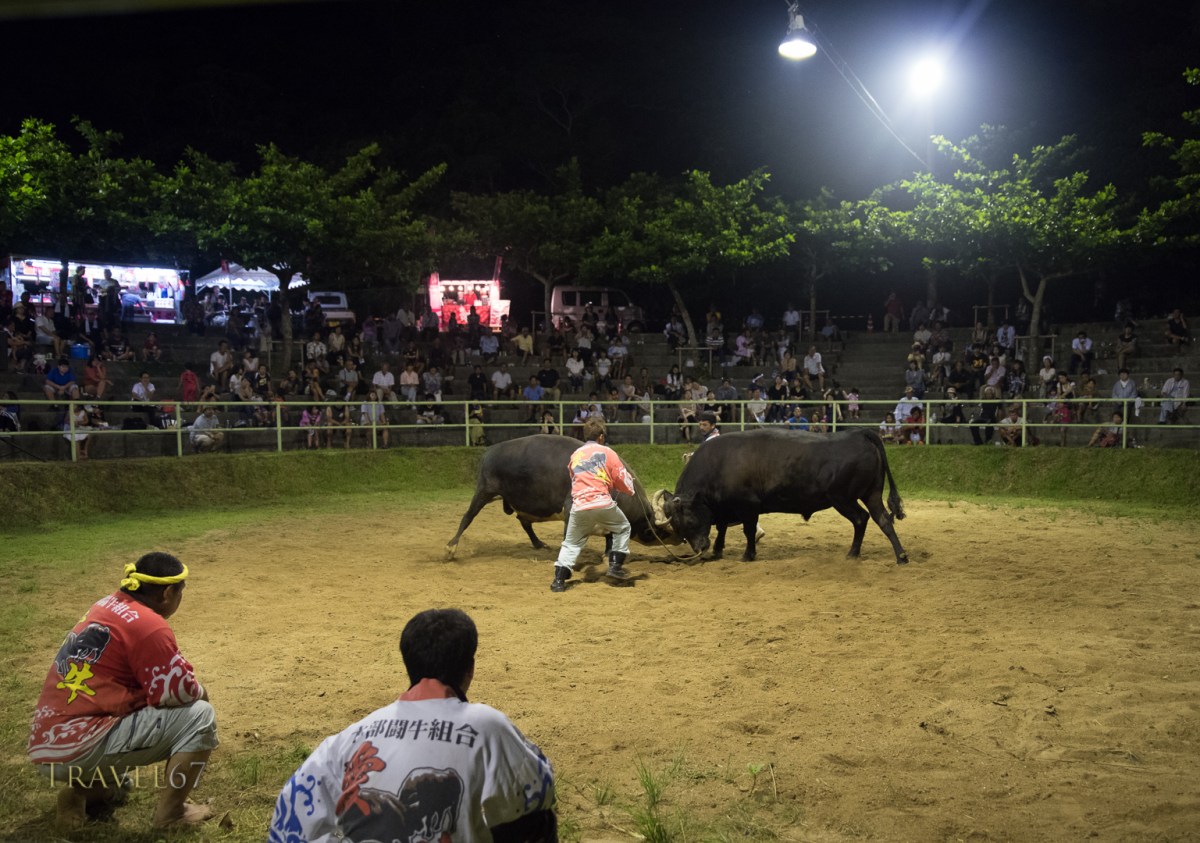 Bull Wrestling | TRAVEL 67 : Chris Willson Photography