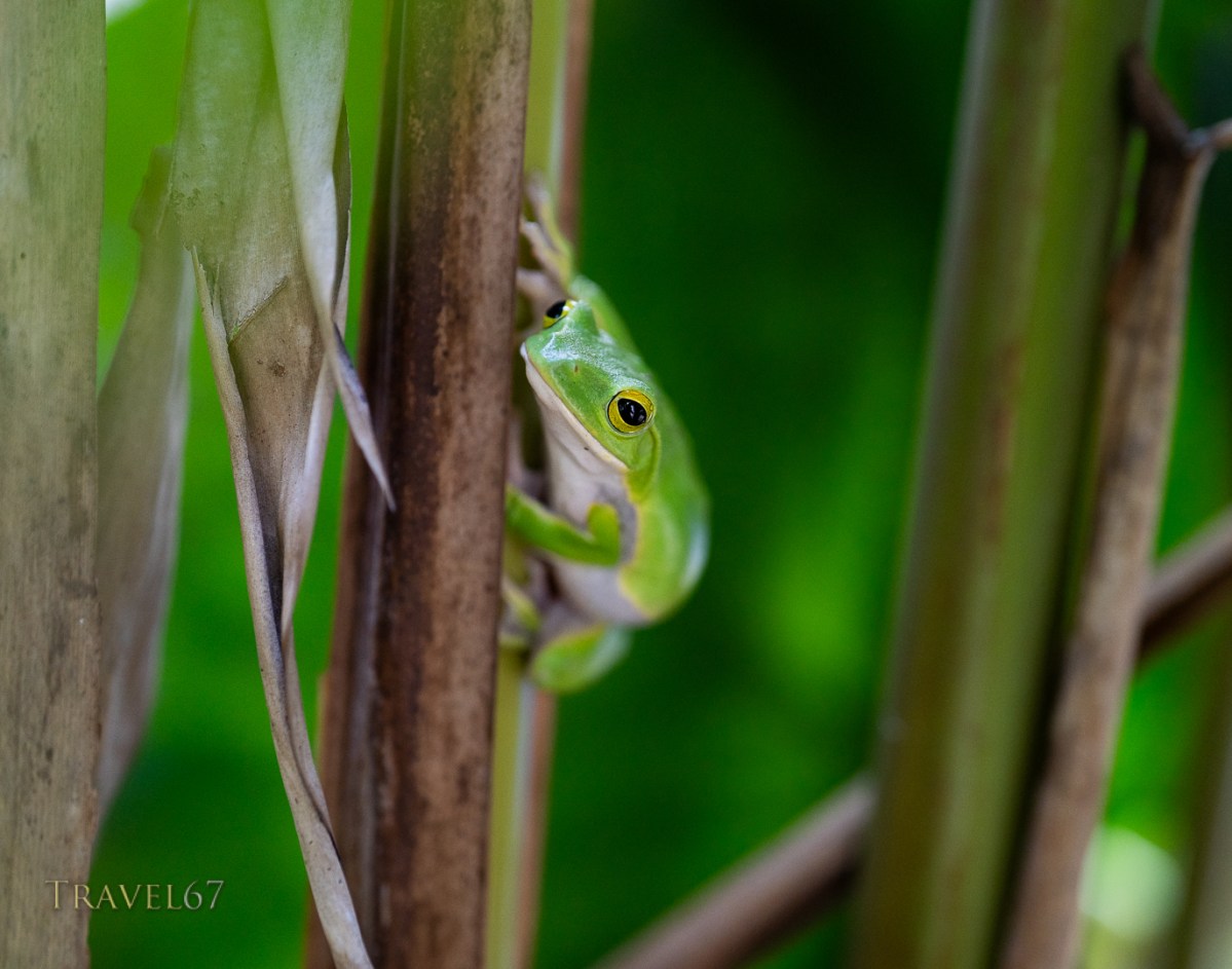 Okinawa green tree frog – Zhangixalus viridis | TRAVEL 67 : Chris ...